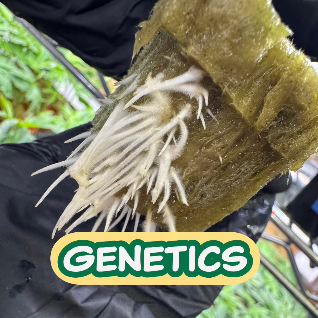 Genetics – Sell My Canna Harvest